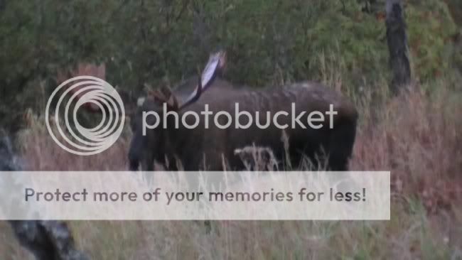Before / During Photos ---> Bull moose shot | Archery Talk Forum