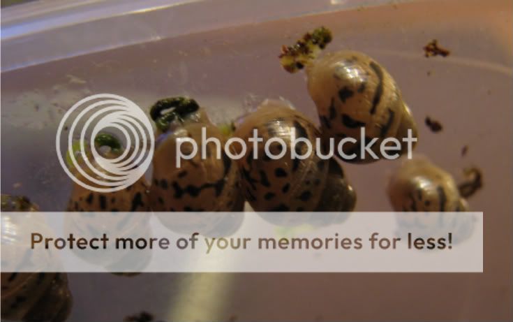 Baby Giant African Land snails | Reptile Forums