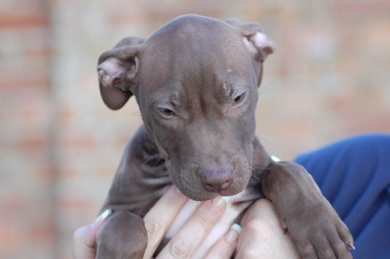 Looking for long legged staff puppy