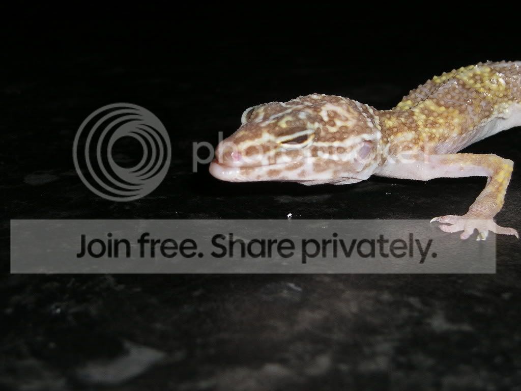 MBD metabolic bone disease info | Reptile Forums