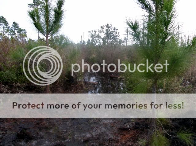 Swimming at Mallory Swamp | GON Forum