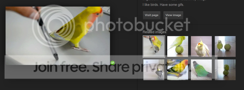 How to Post Images in a Post/Thread | Parrot Forums - TalkParrots