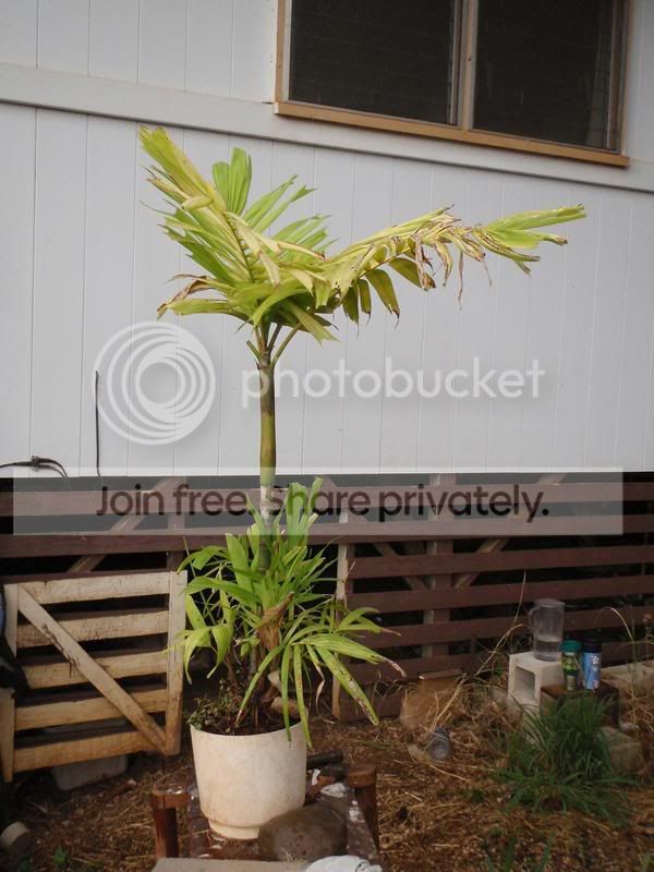 Ugly little palm - DISCUSSING PALM TREES WORLDWIDE - PalmTalk