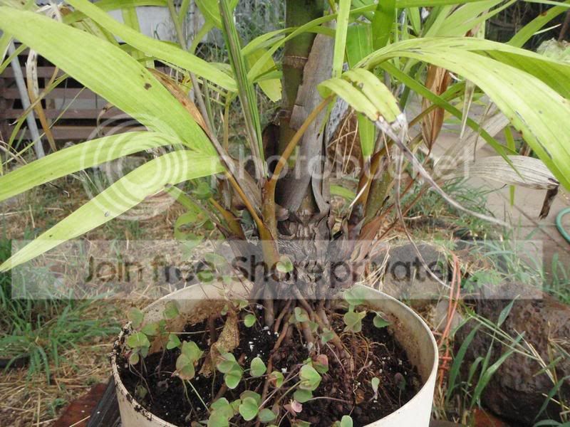 Ugly little palm - DISCUSSING PALM TREES WORLDWIDE - PalmTalk