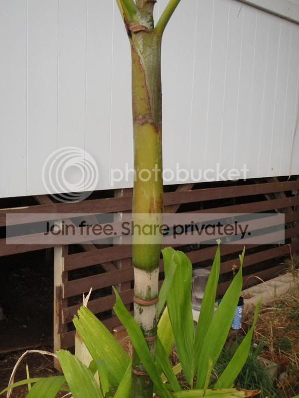 Ugly little palm - DISCUSSING PALM TREES WORLDWIDE - PalmTalk