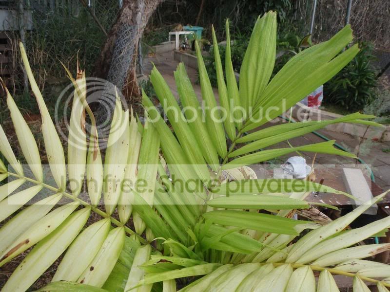 Ugly little palm - DISCUSSING PALM TREES WORLDWIDE - PalmTalk
