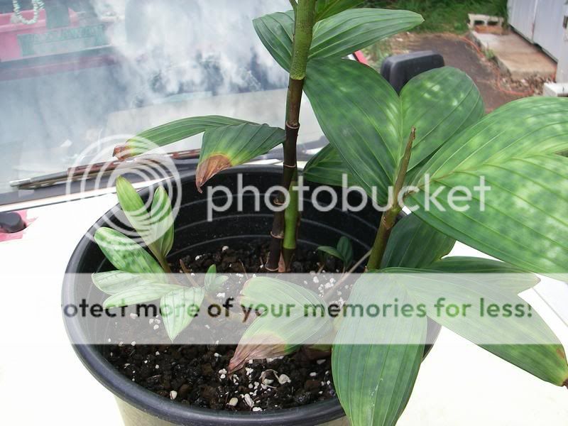 Pinanga disticha - DISCUSSING PALM TREES WORLDWIDE - PalmTalk