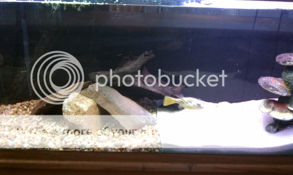 Aquarium Half Gravel Half Sand at Amparo Pacheco blog