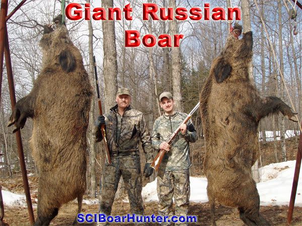 Giant Russian Wild Boar Norther MI Photo by herdboar | Photobucket