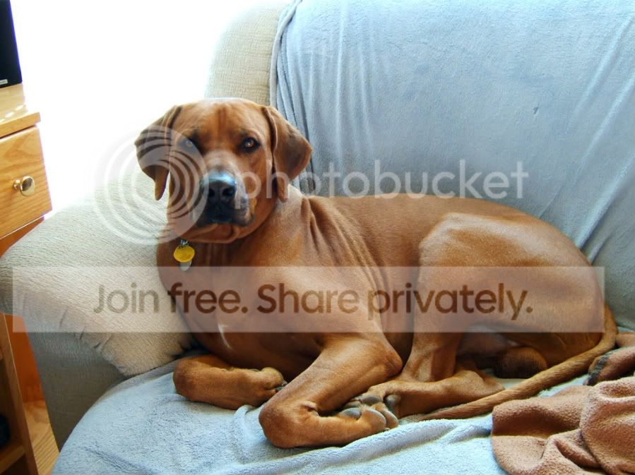 Need help choosing a dog breed? | Page 2 | BladeForums.com